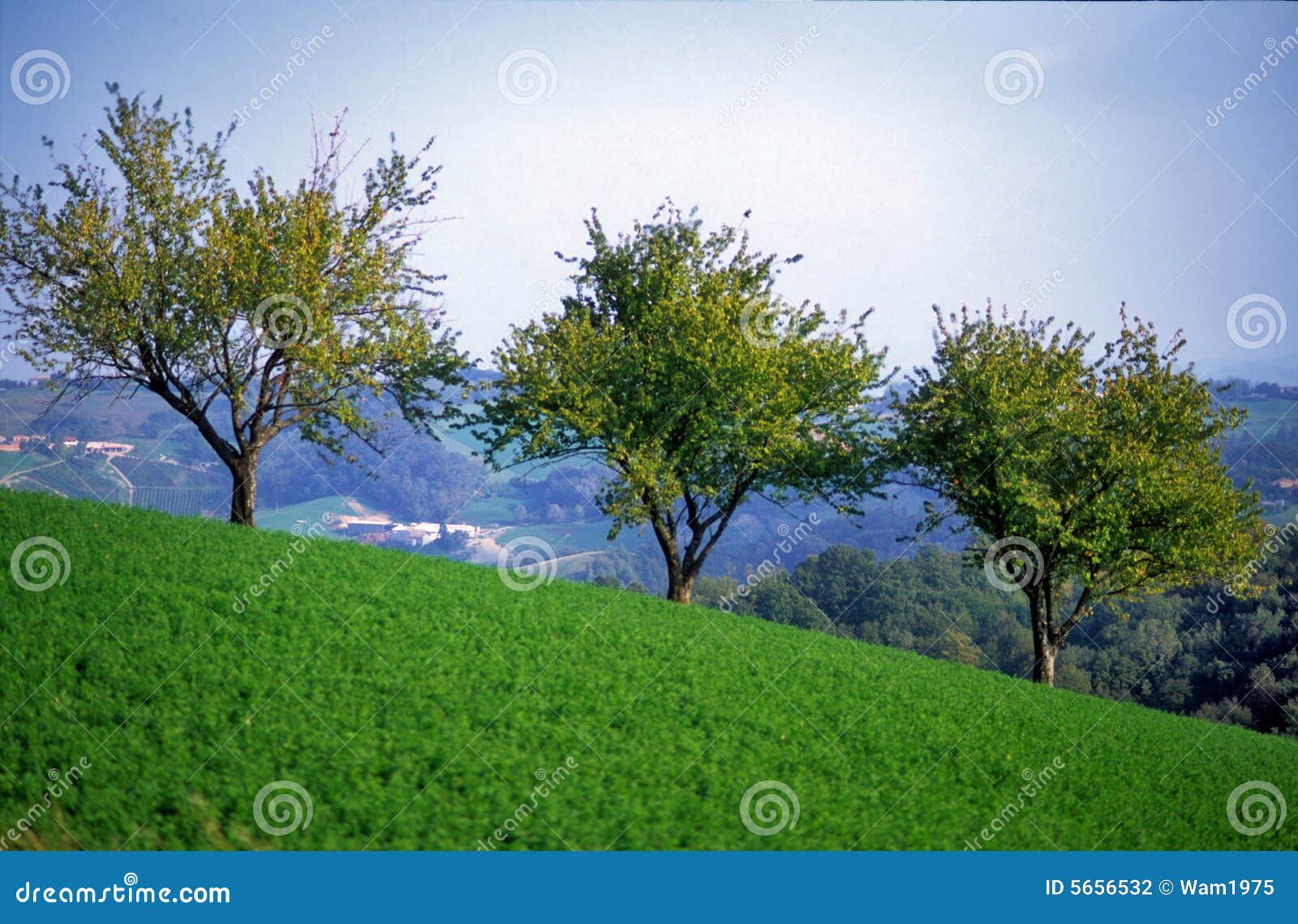 Trees in rural landscape stock photo. Image of picturesque - 5656532