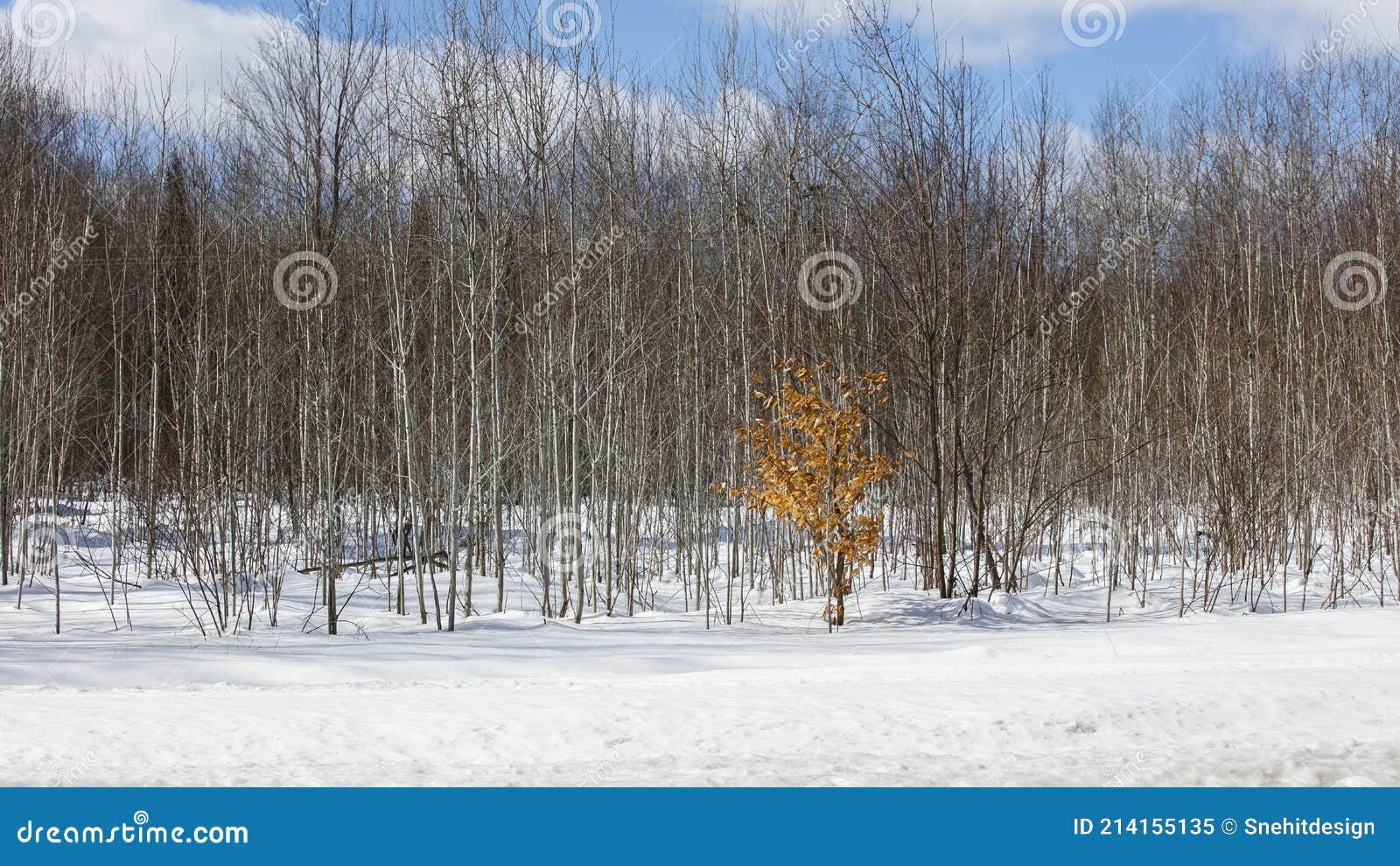 Trees in Rural Michigan during Winter Time Stock Image - Image of ...
