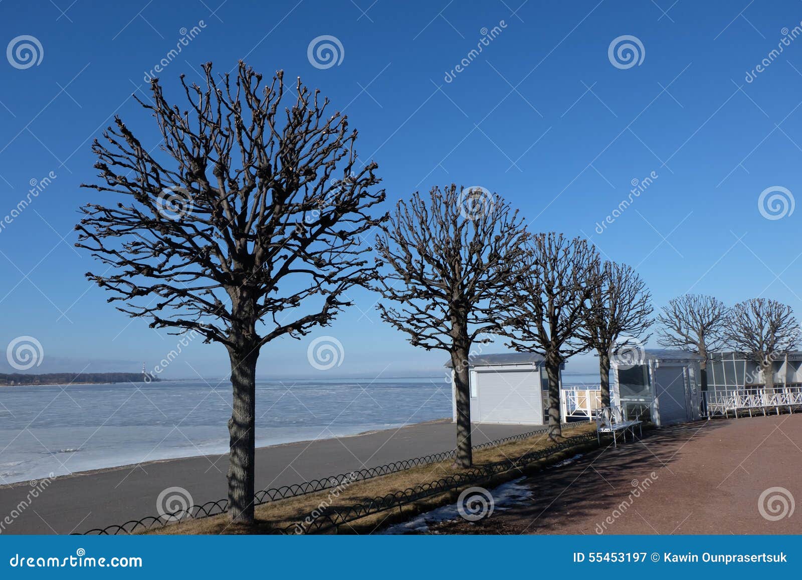 Trees in russia stock image. Image of peterburg, blue - 55453197