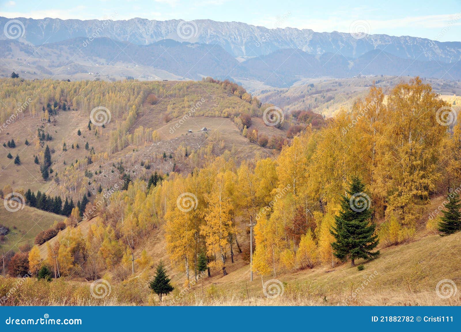 Trees rust stock photo. Image of frost, iced, cold, morning - 21882782