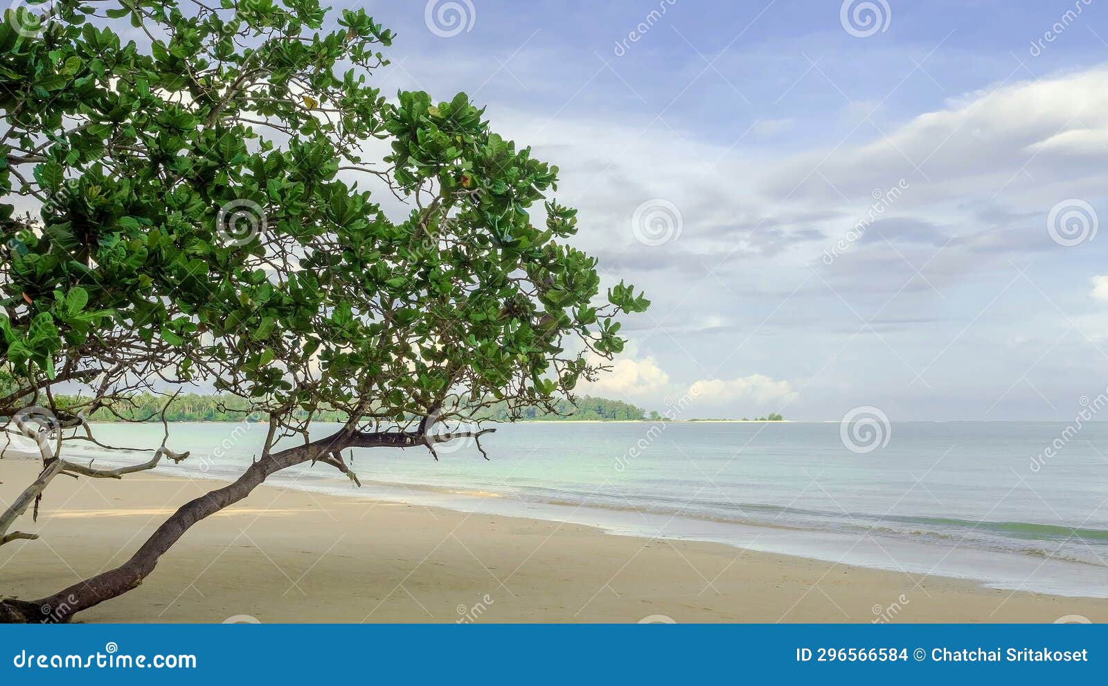 Trees on Sand Beach with Blue Sky on Sea Background Stock Photo - Image ...