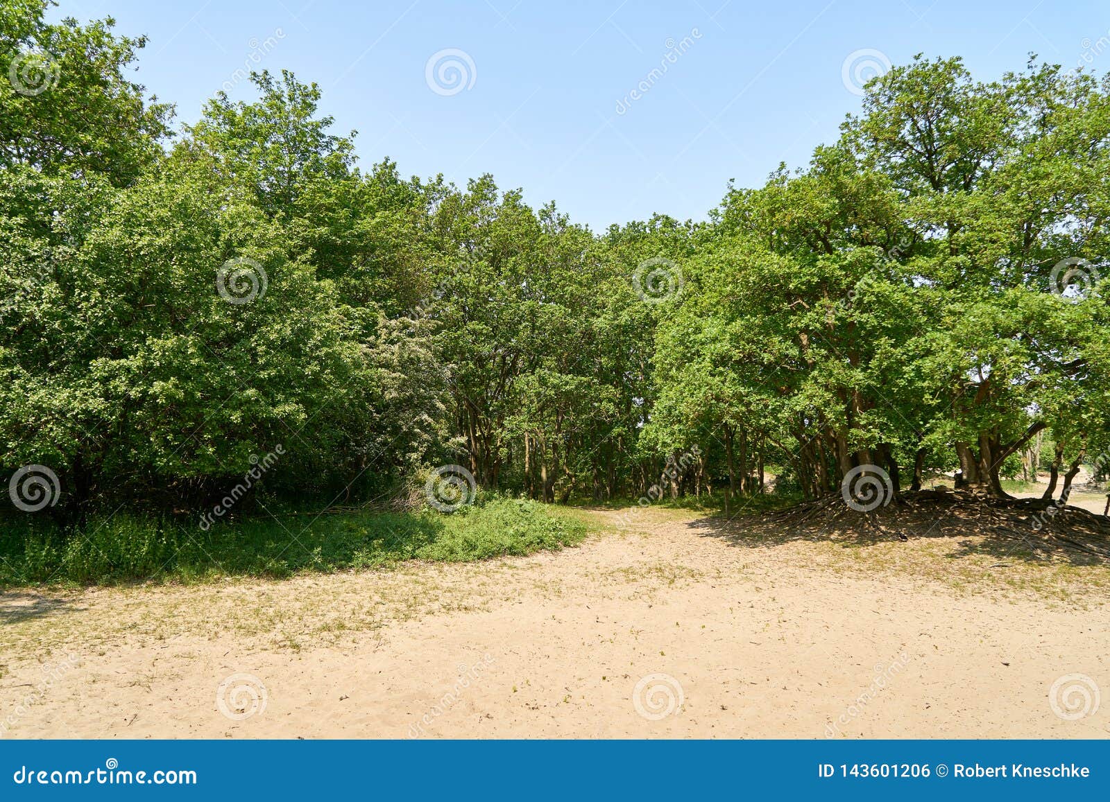 Trees on Sand in Front of Sky Stock Photo - Image of landscape, space ...