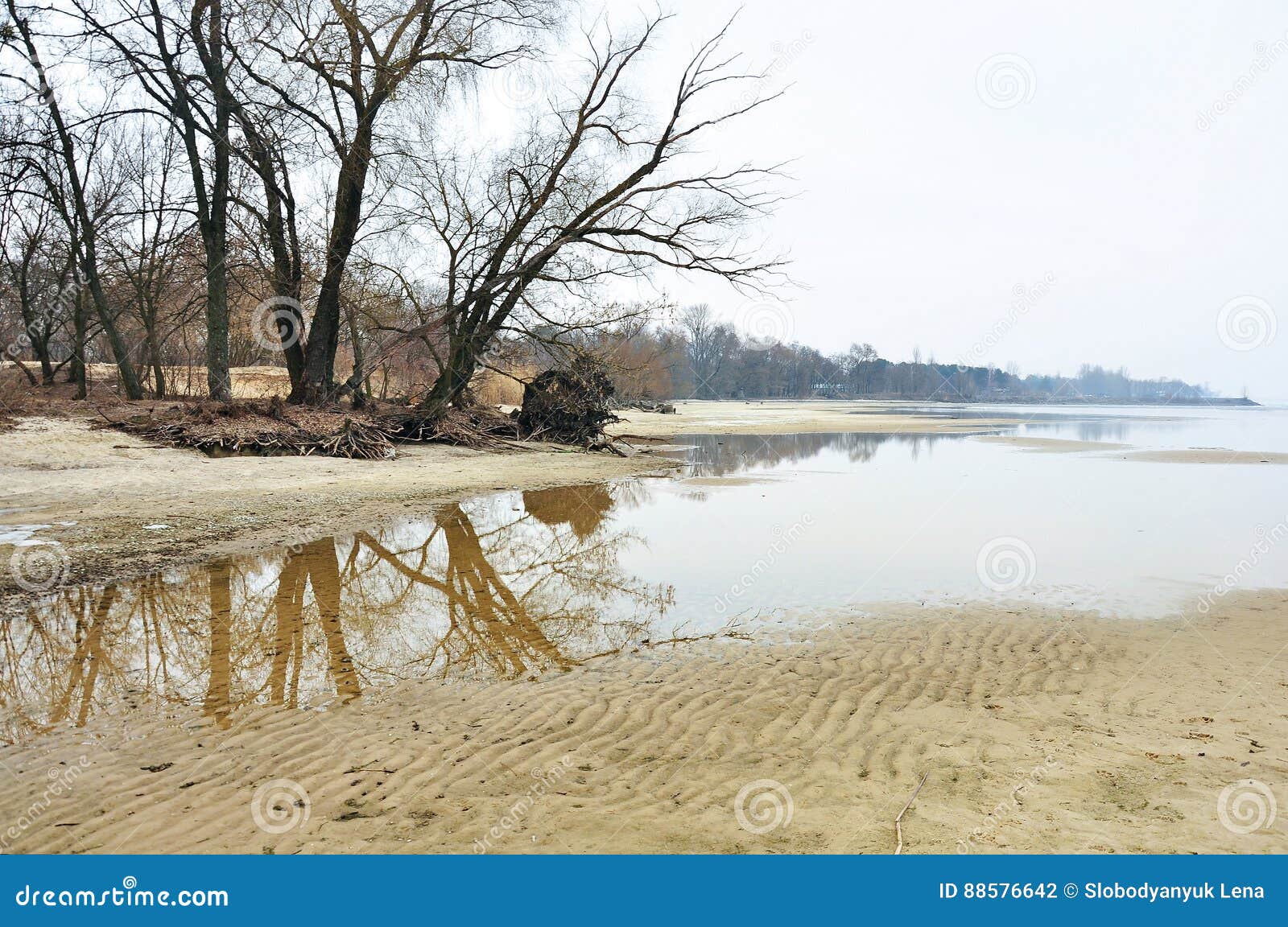 Trees on a sandy bank stock photo. Image of february - 88576642