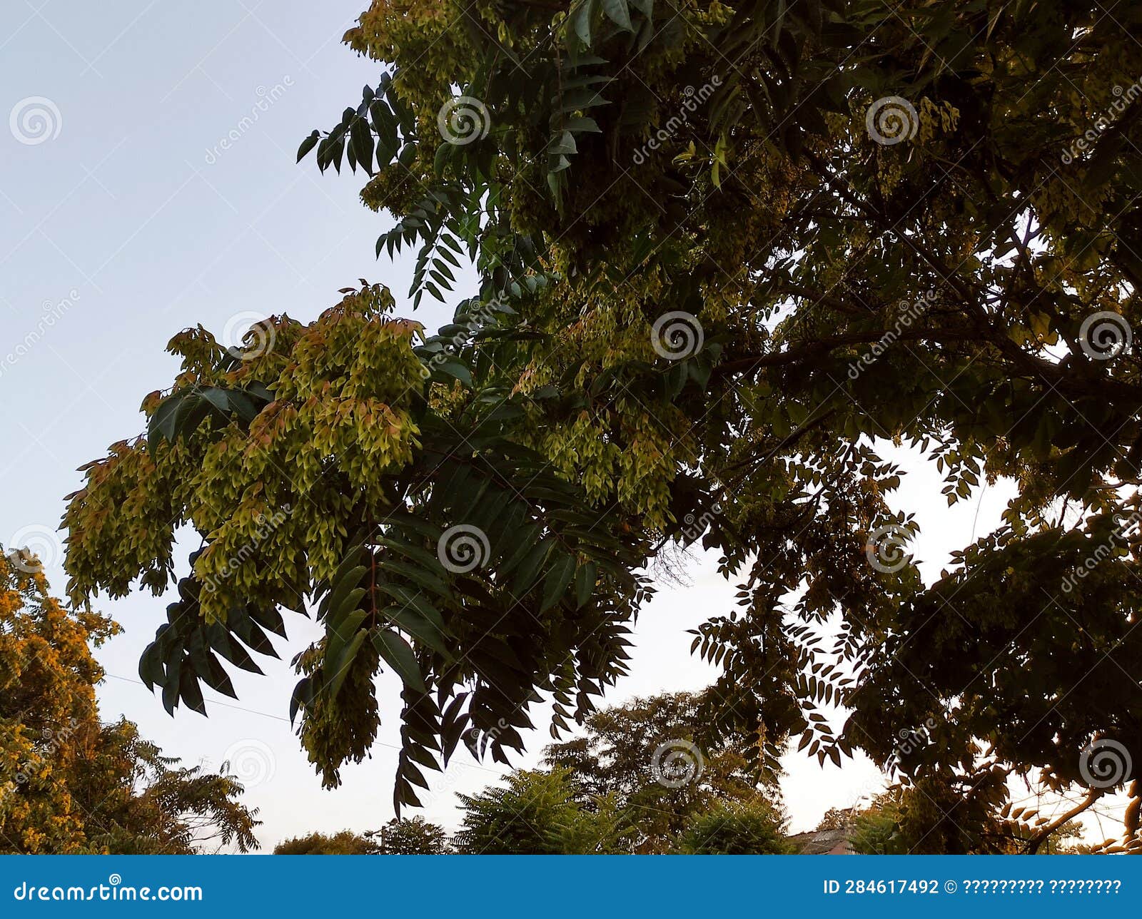 Trees Saturated with Greenery Hung Their Branches Stock Photo - Image ...