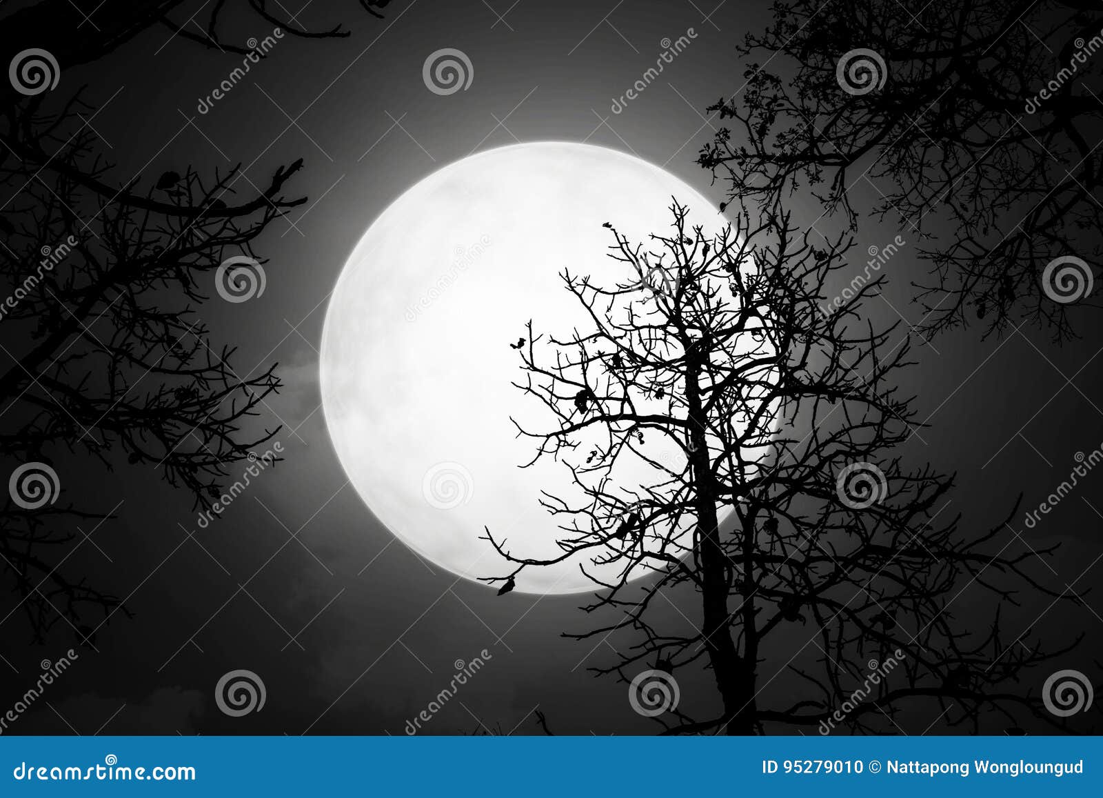 Trees scary night shadow. stock photo. Image of copy - 95279010