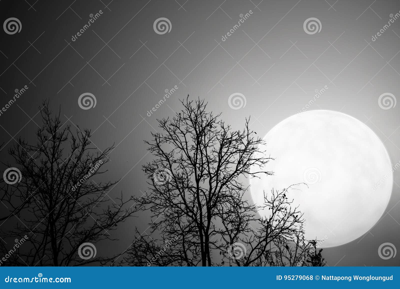 Trees scary night shadow. stock photo. Image of moon - 95279068