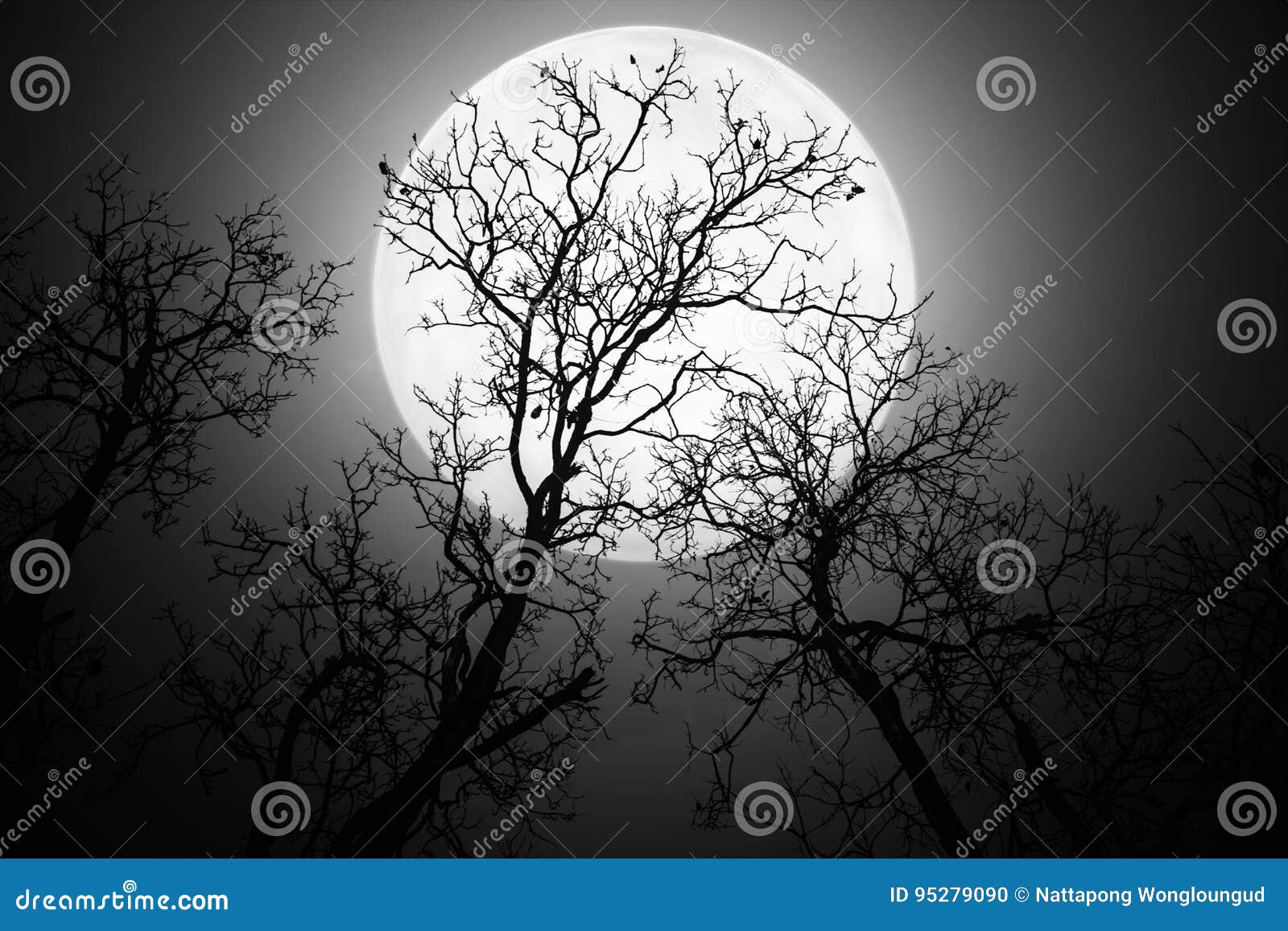 Trees scary night shadow. stock photo. Image of background - 95279090