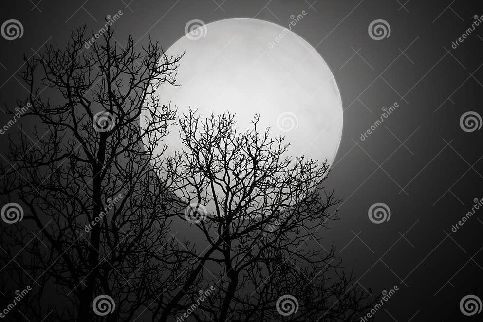 Trees scary night shadow. stock image. Image of design - 95279101