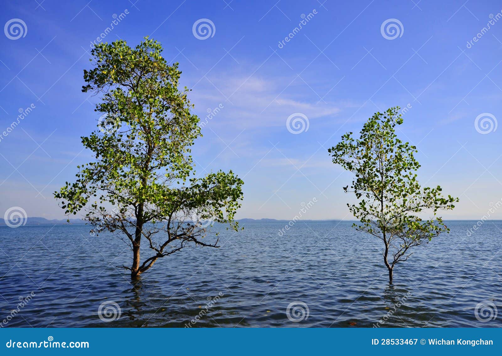 Trees on sea stock image. Image of relax, cloud, blue - 28533467