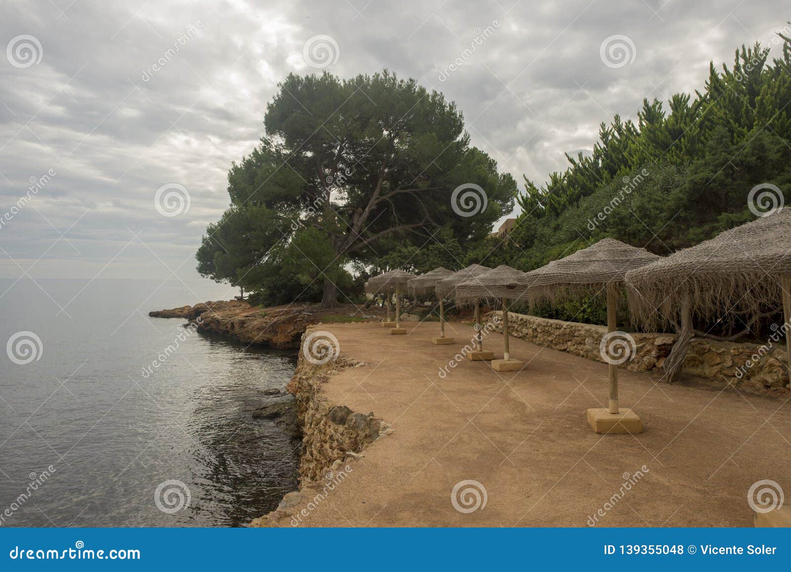 Trees by the Sea of Ibiza a Cloudy Day Stock Photo - Image of green ...