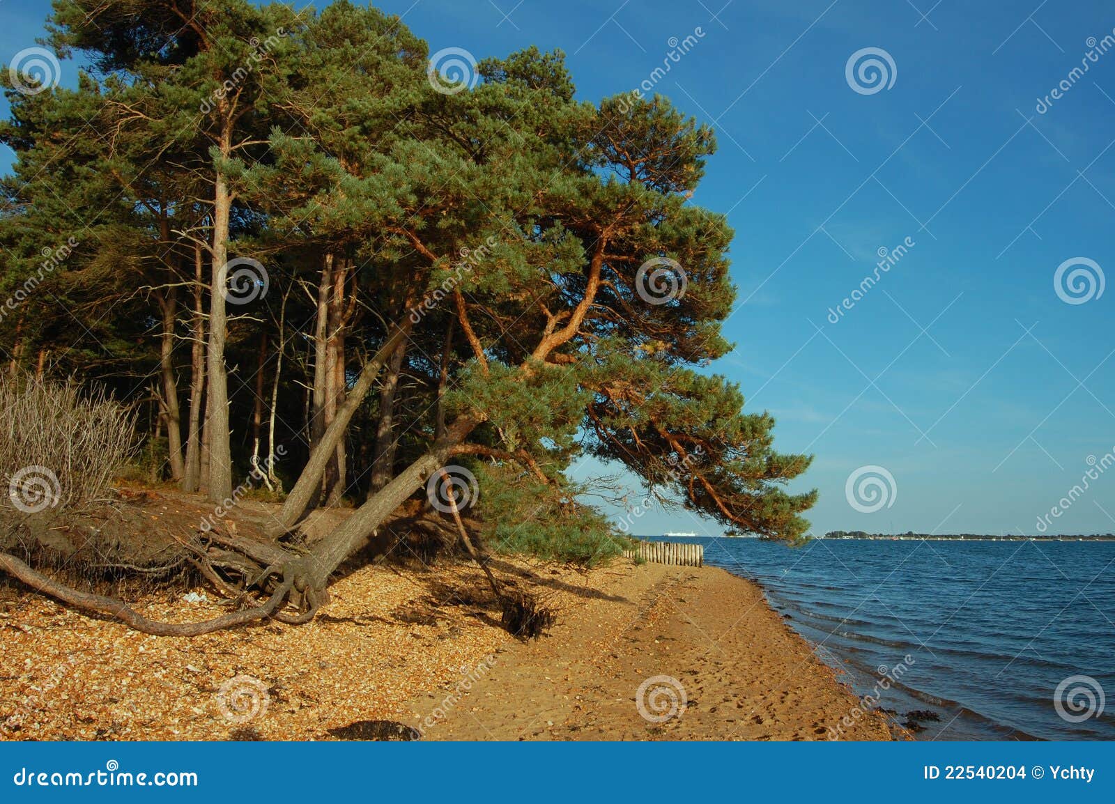 Trees on the sea shore stock photo. Image of summer, field - 22540204