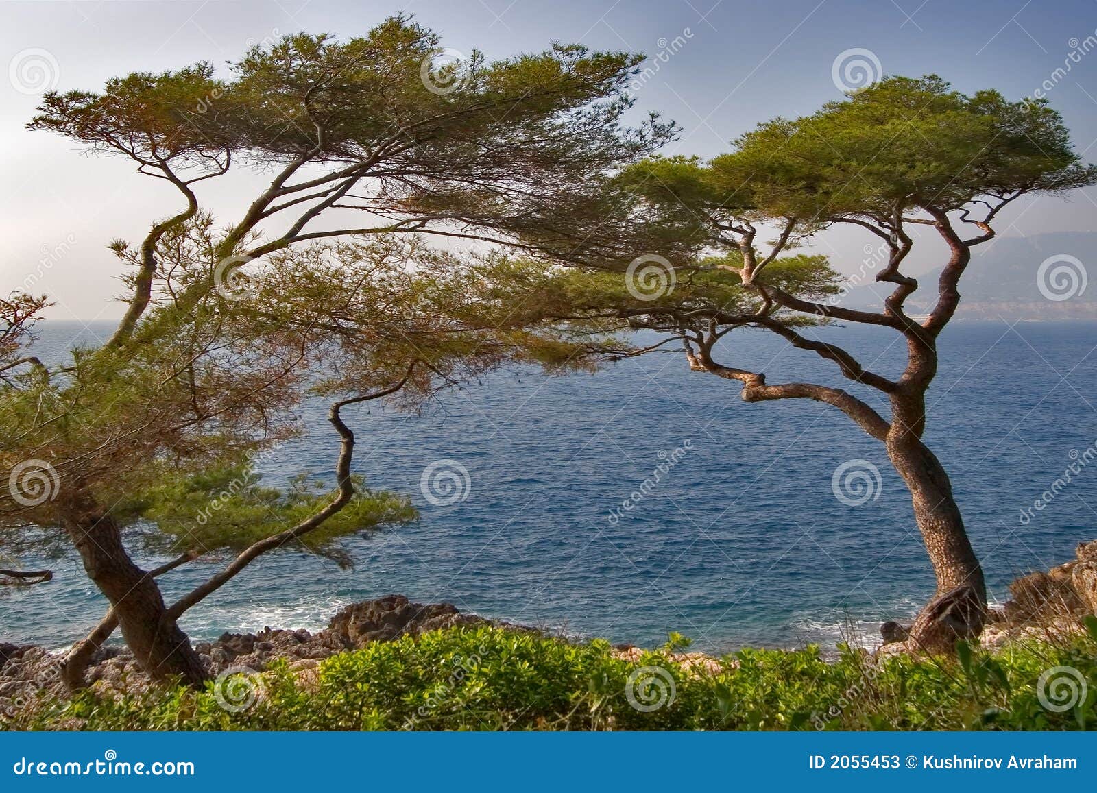 Trees on seacoast stock image. Image of pond, nature, beach - 2055453