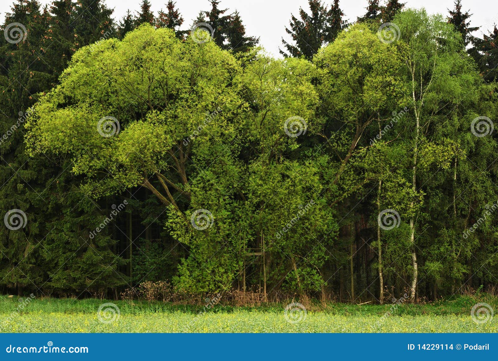 Trees seclusion stock photo. Image of nature, outside - 14229114