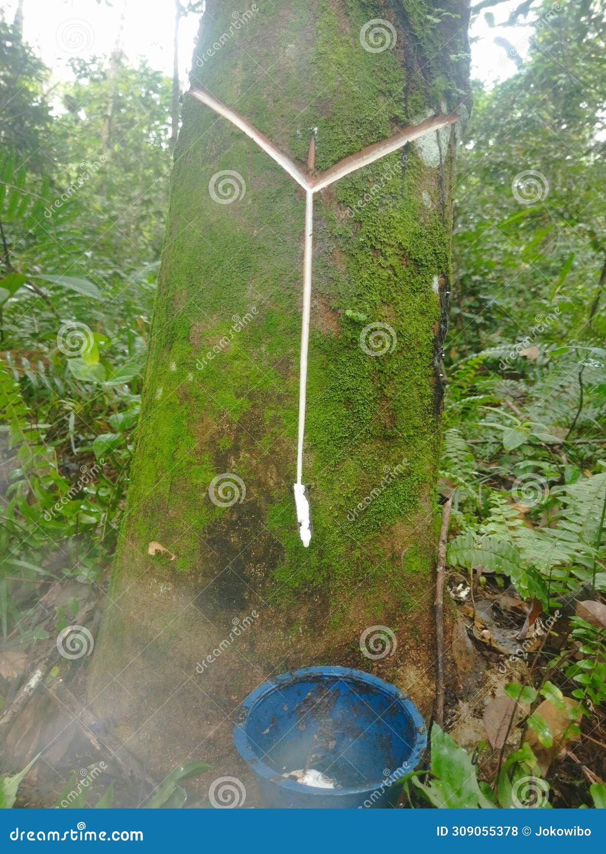 Trees that Secrete and Produce Rubber Latex Stock Photo - Image of ...