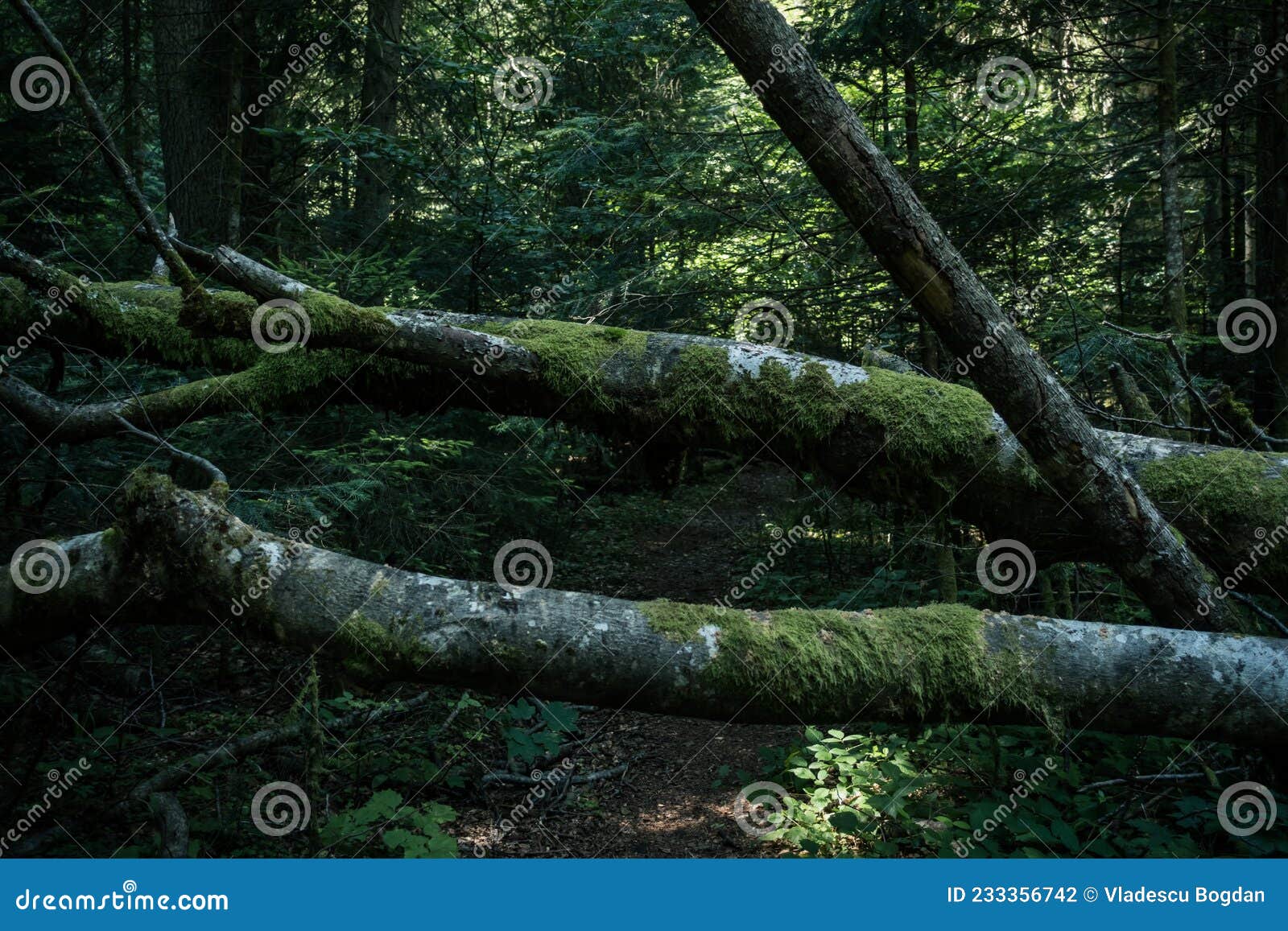 Trees in Secular Forest Slatioara, Romania Stock Photo - Image of green ...