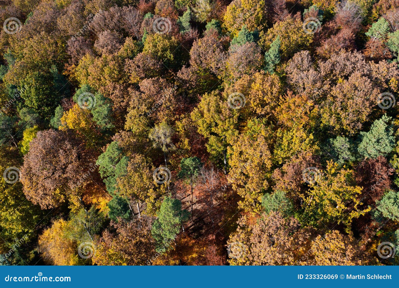 Trees Seen from Above in the Autumn Stock Image - Image of golden ...