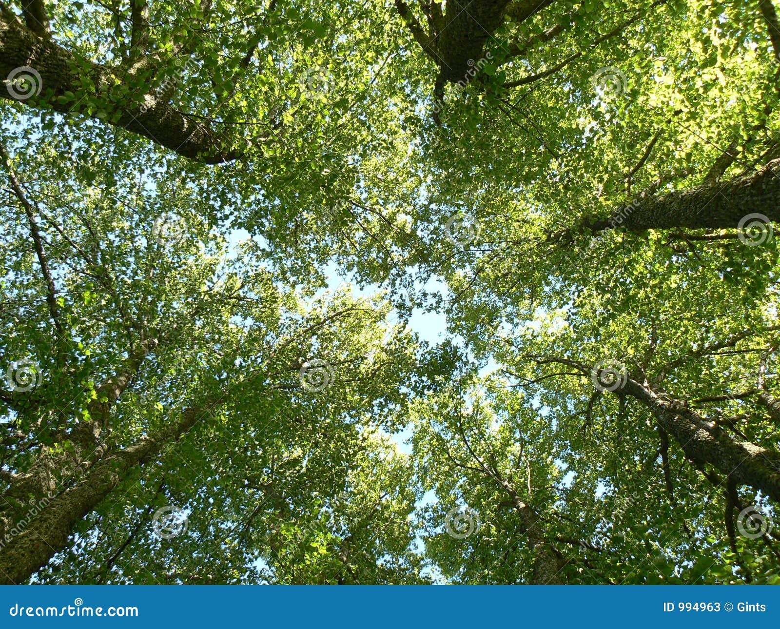 Trees seen from below stock image. Image of abstract, pomi - 994963