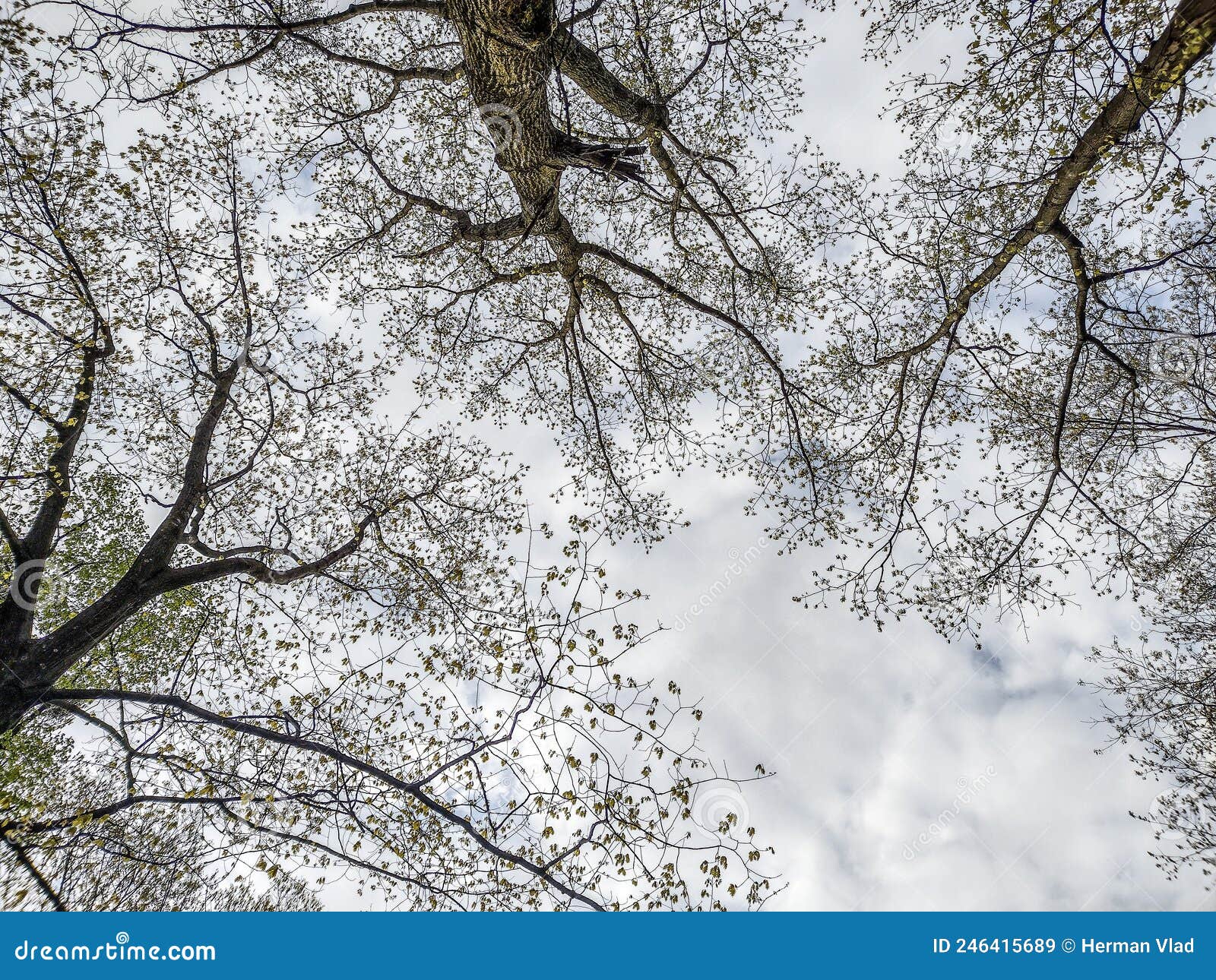 Trees Seen from Below in the Spring Stock Image - Image of spring ...