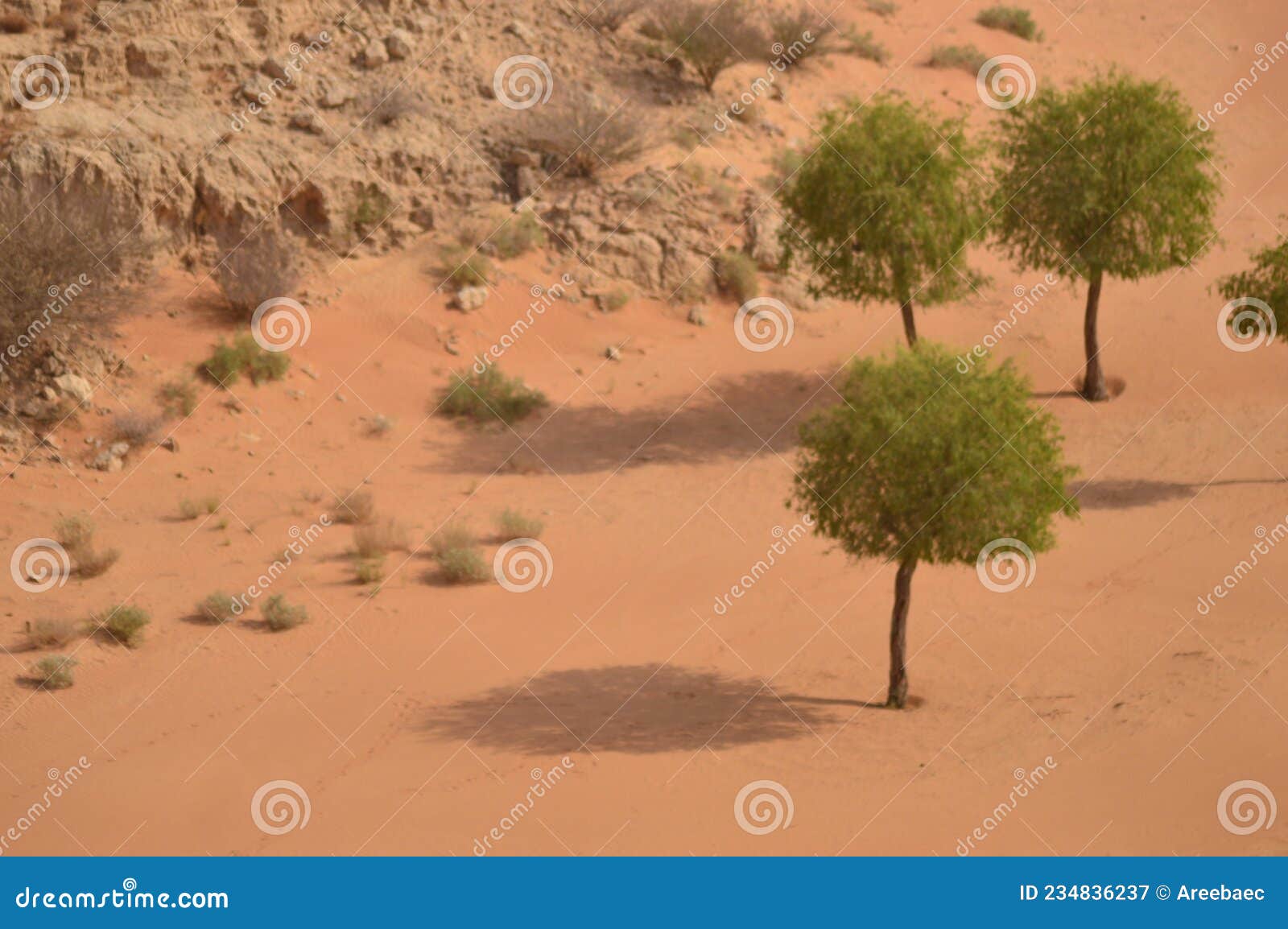 Trees and Shades a View from Desert Stock Image - Image of desert ...