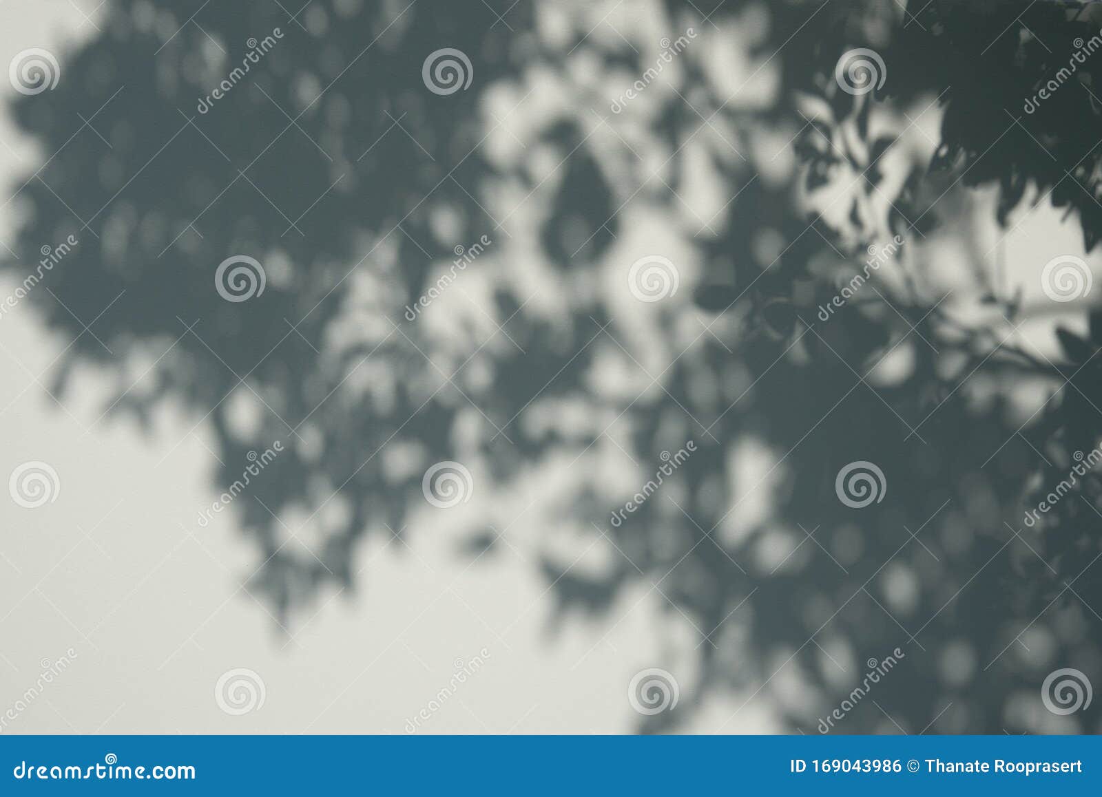 Tree Shadows background stock photo. Image of people - 169043986
