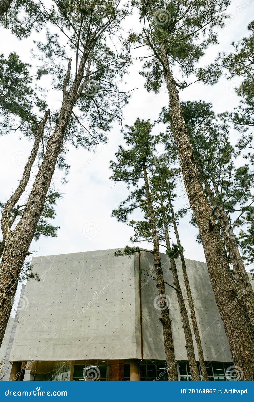 Trees Shadow Cast on Concrete Building Stock Image - Image of cement ...