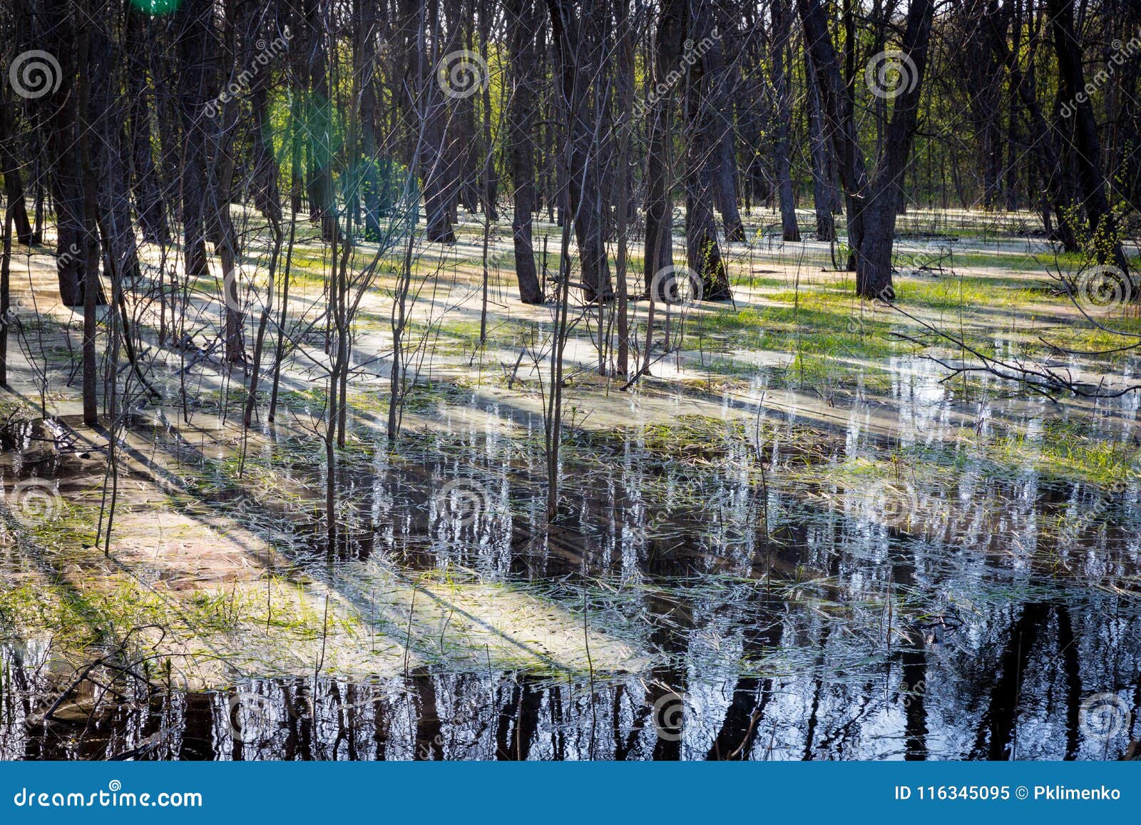 Flooded Forest in Spring Time Stock Image - Image of environment ...