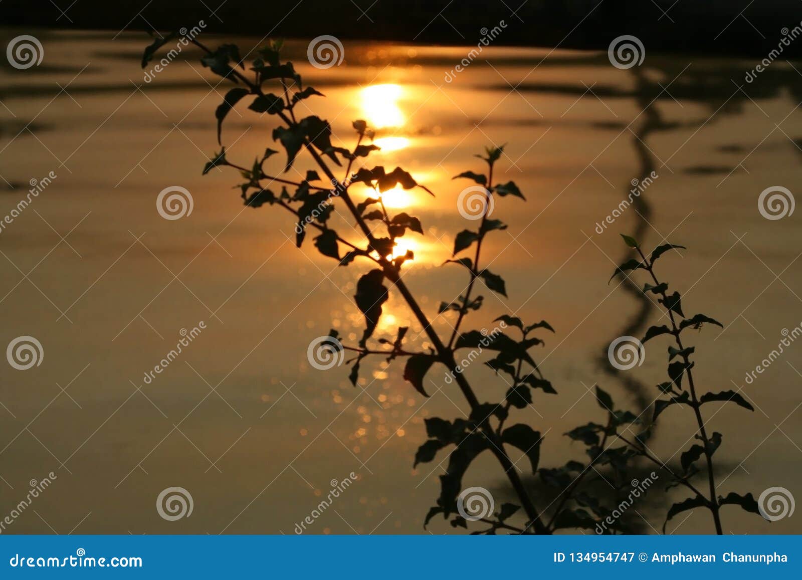 Trees and Shadow of Sun in the Water Stock Image - Image of beauty ...