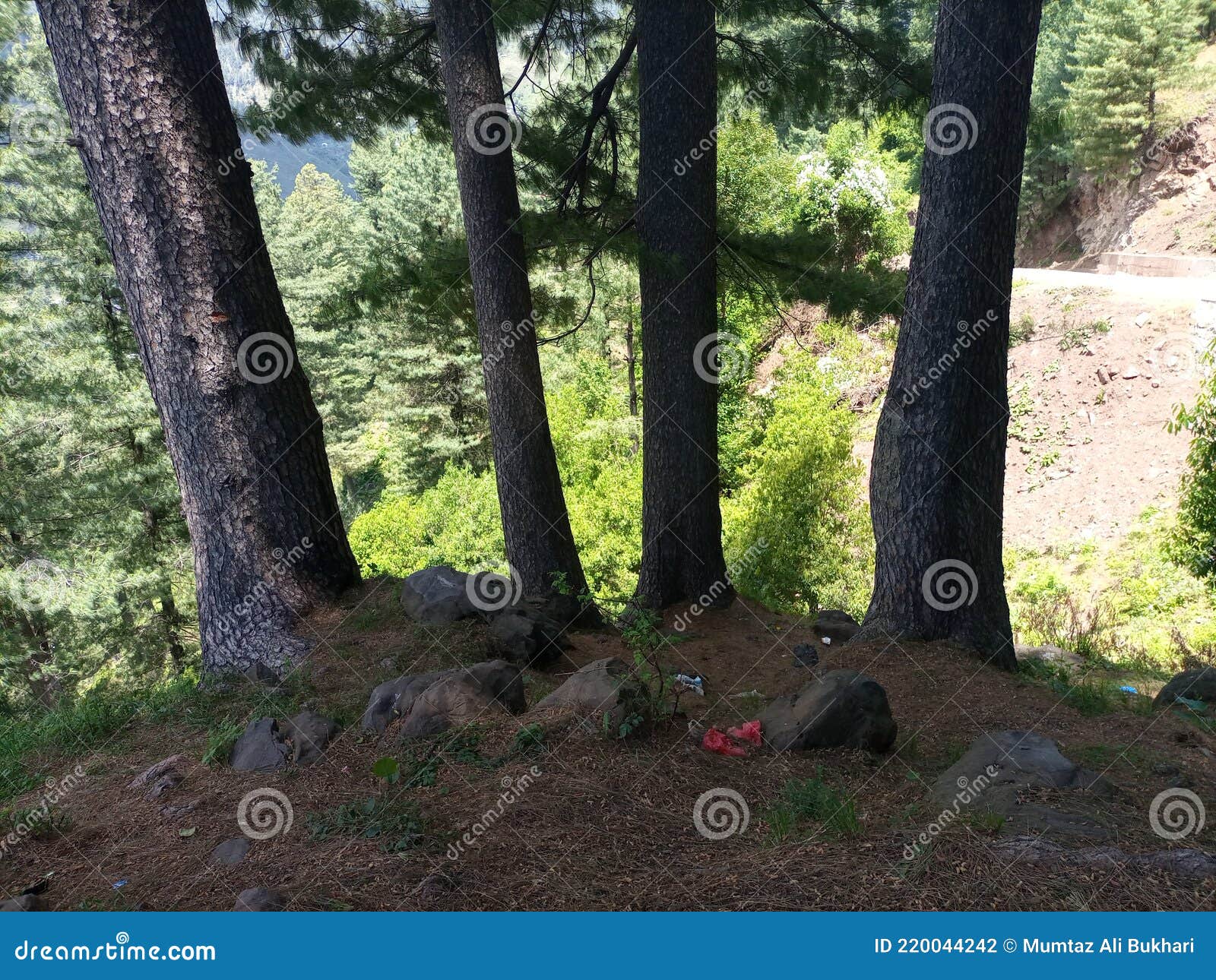Trees in Shadow with Sunny Greenery Background Stock Photo - Image of ...