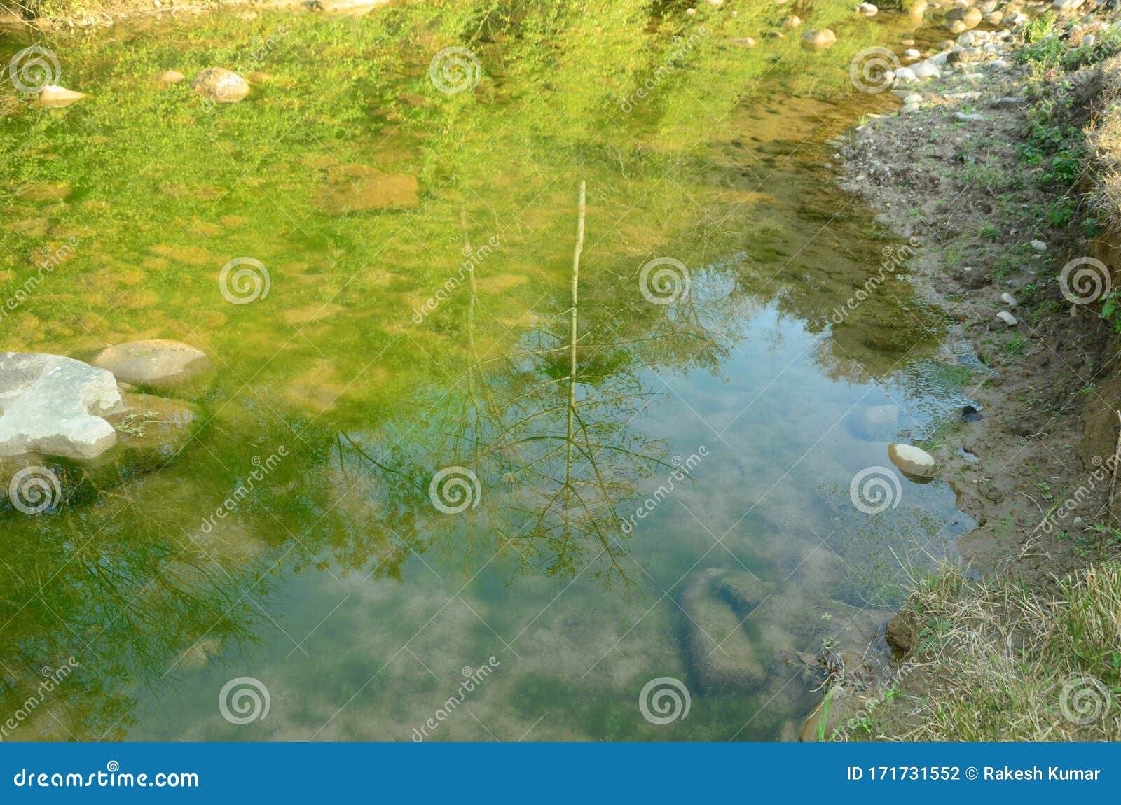 Trees Shadow in Water Great View Stock Photo - Image of trees, great ...