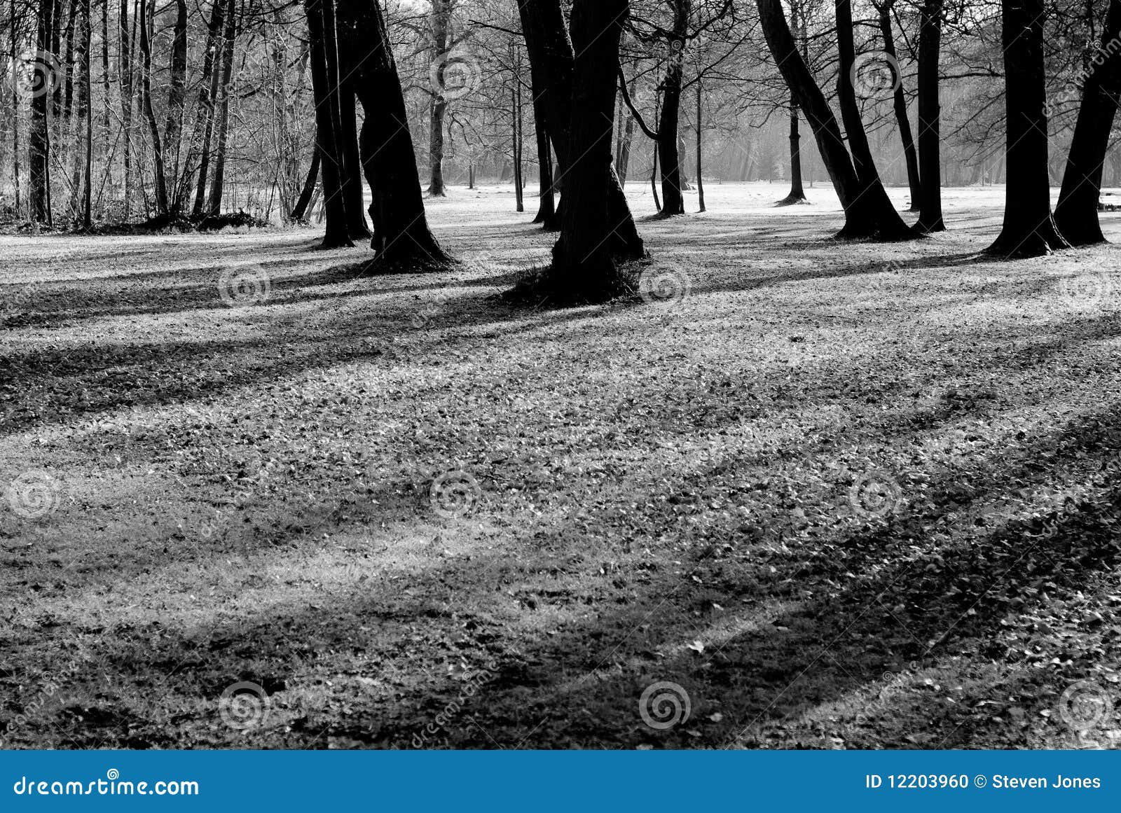 Trees and Shadows stock photo. Image of beautiful, outdoors - 12203960