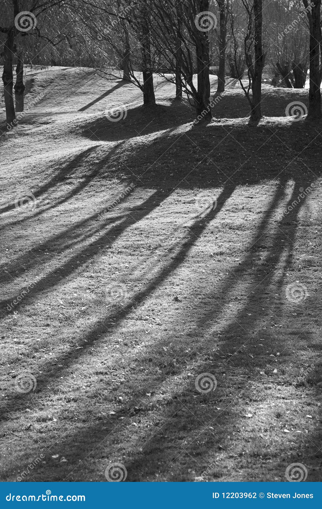 Trees and Shadows stock photo. Image of lonely, forest - 12203962
