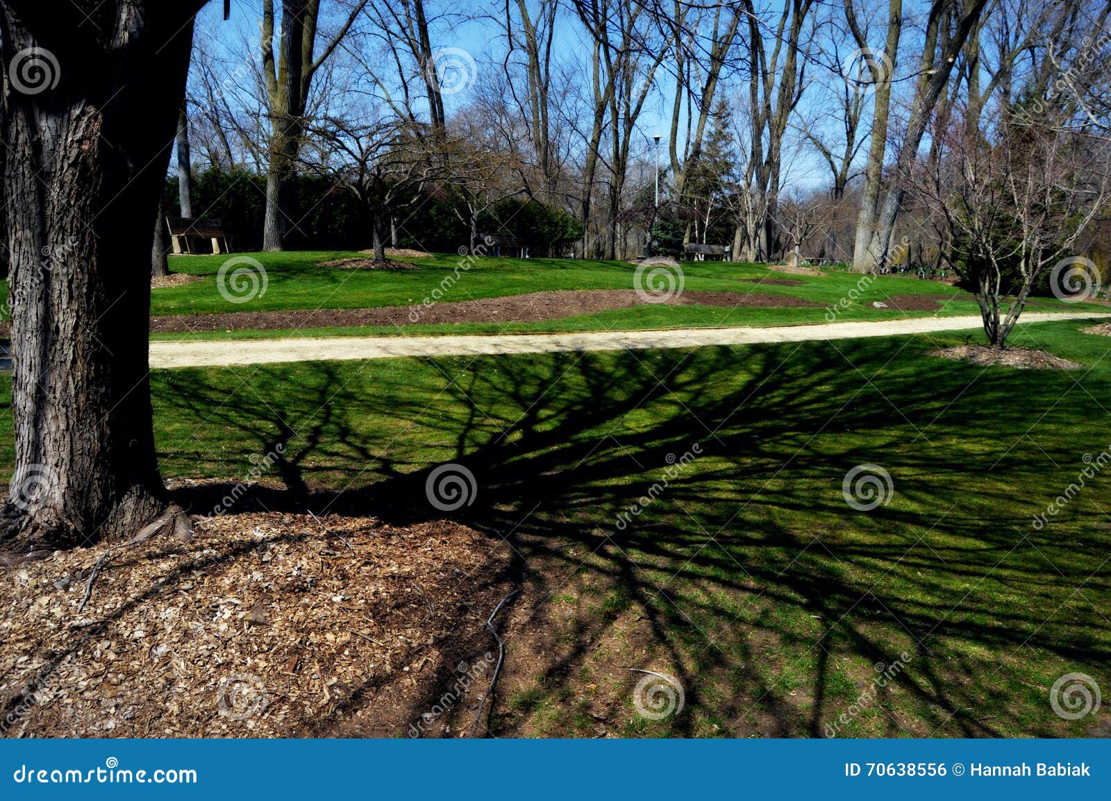 Trees with Shadows stock photo. Image of bark, twigs - 70638556
