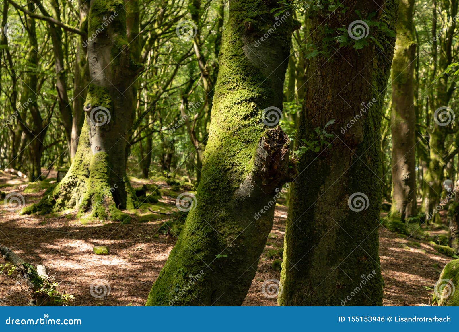 Trees and Shadows in Barna Woods Stock Photo - Image of forest, tourism ...