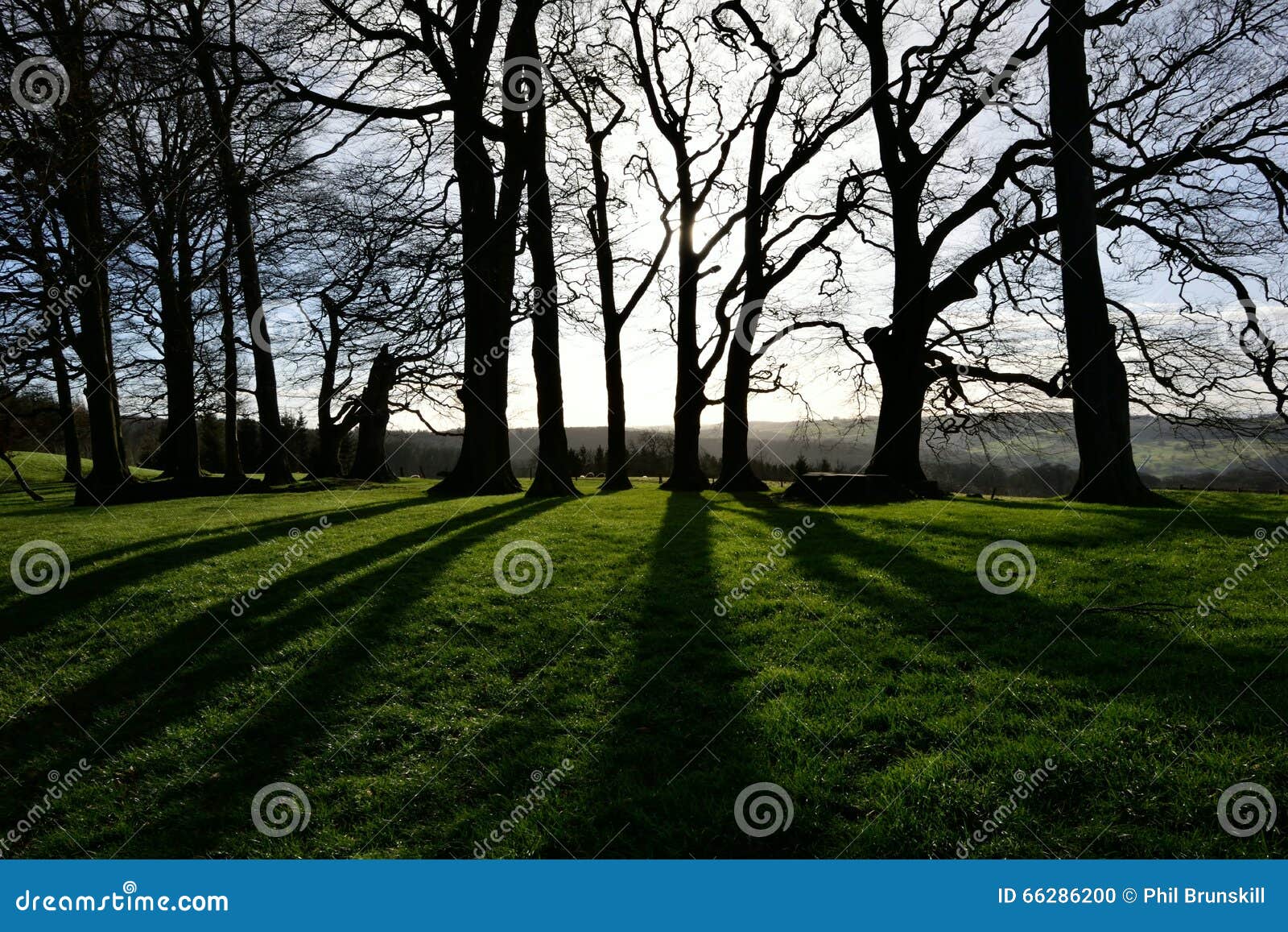 Trees and shadows stock photo. Image of outdoors, scenic - 66286200