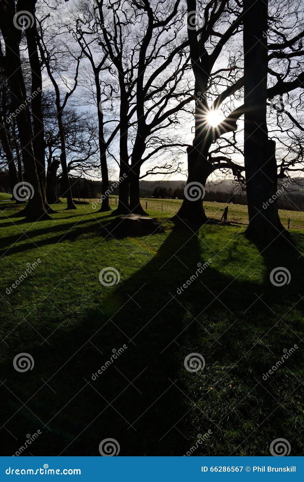 Trees and shadows stock image. Image of outdoors, grass - 66286567
