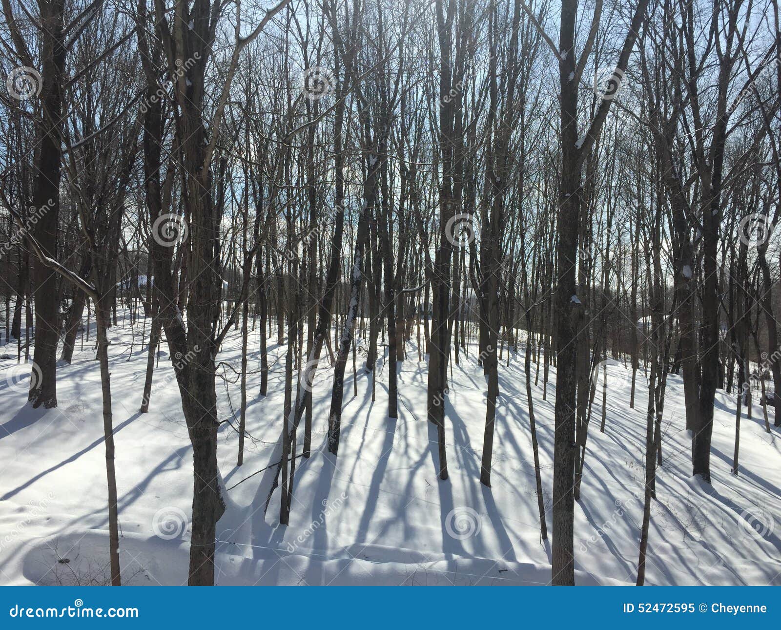 Trees and Shadows stock image. Image of early, shadows - 52472595