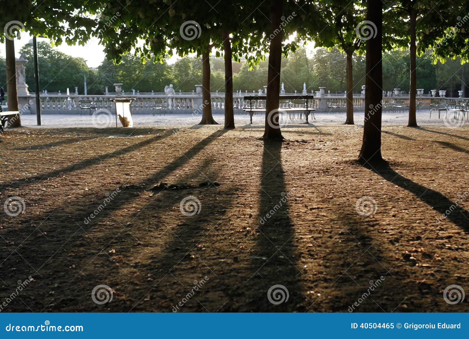 Trees Shadows in the Park at Sunset Stock Image - Image of leaf ...
