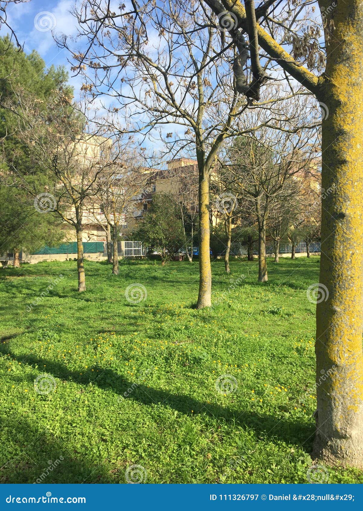 Trees with Shadows stock image. Image of shadows, trees - 111326797