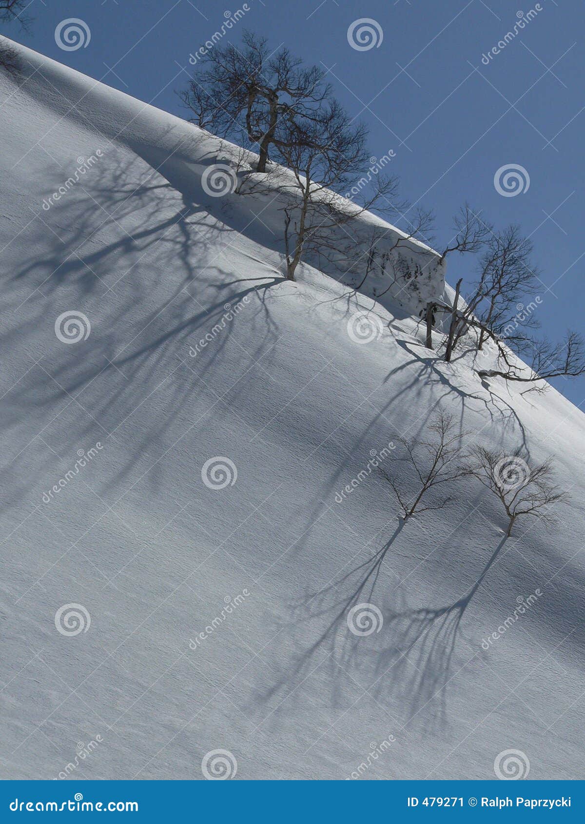 Trees shadows on snow stock image. Image of mountain, frozen - 479271