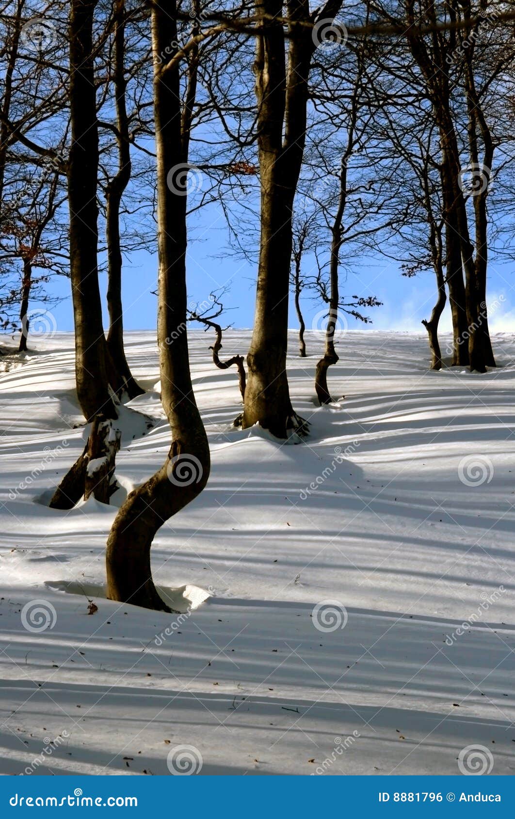 Trees, shadows and snow stock photo. Image of sunny, weather - 8881796
