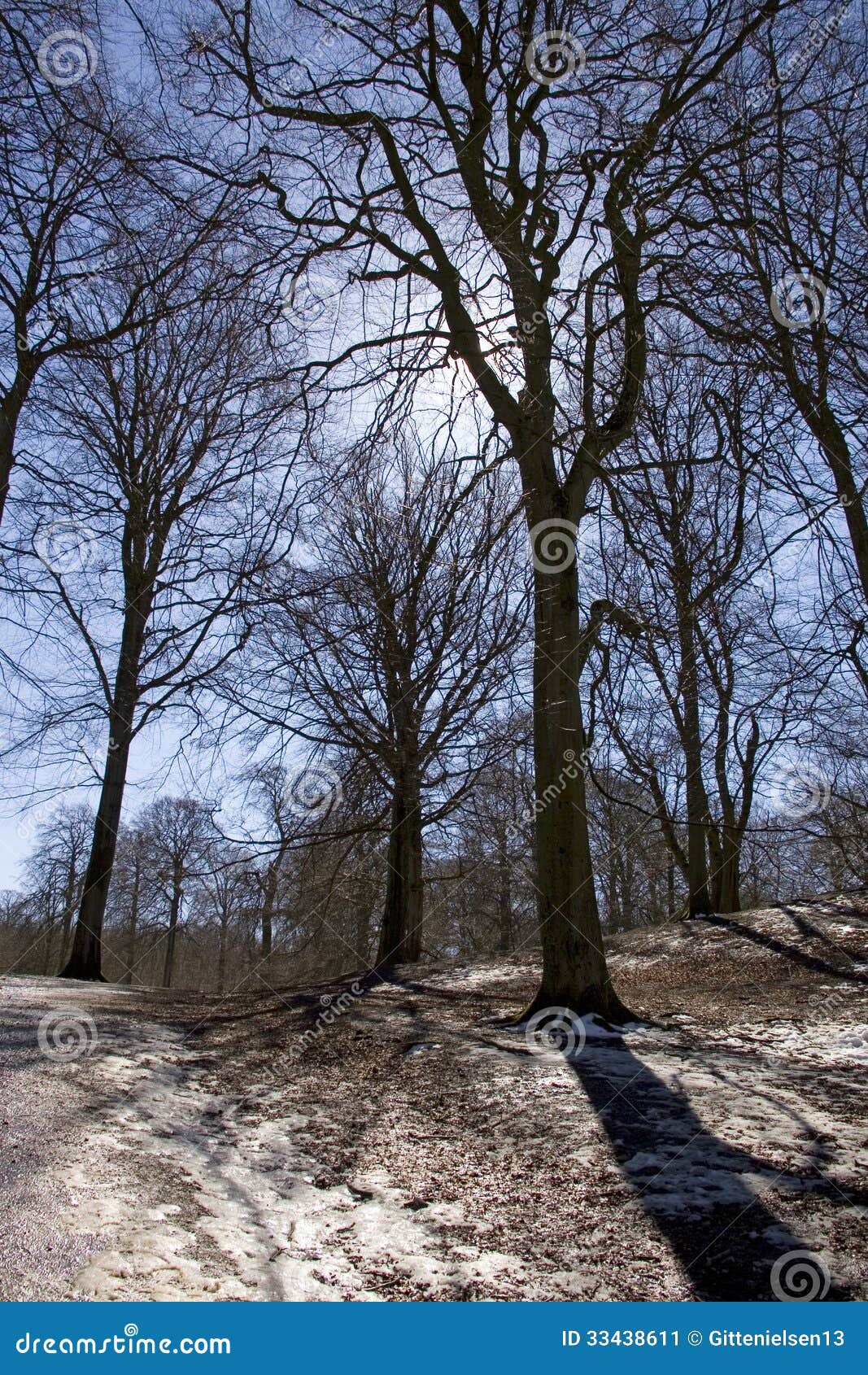 Trees and shadows stock image. Image of trees, park, light - 33438611