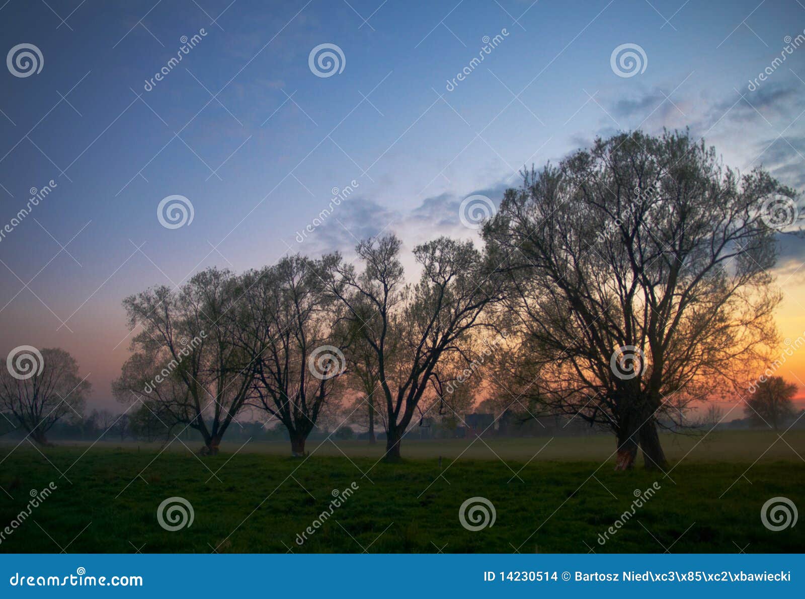 Trees Shadows after the Sunset Stock Photo - Image of nature ...