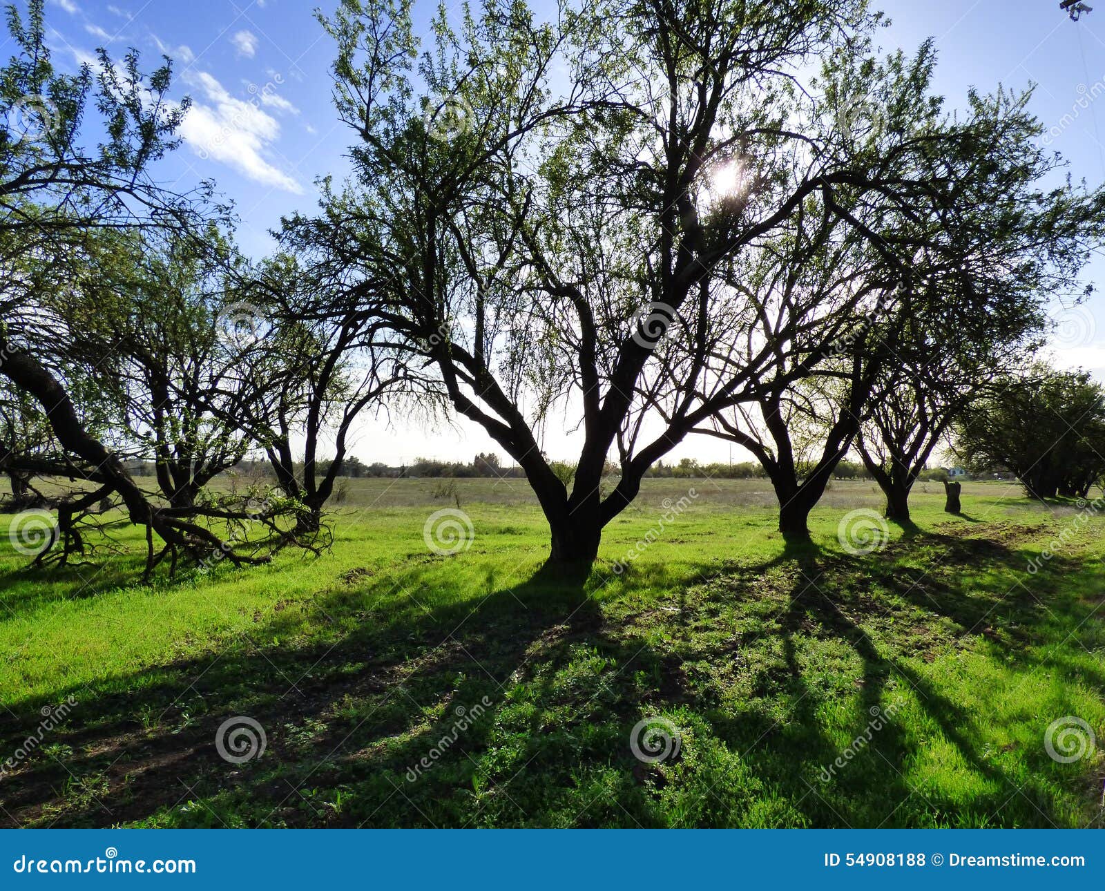 Trees and shadows stock photo. Image of cool, spot, shadows - 54908188