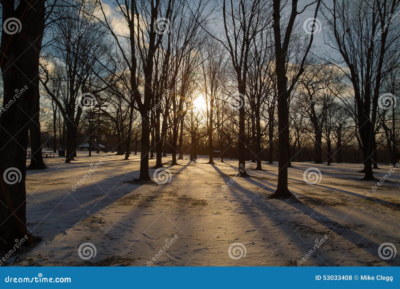 Trees and Shadows in the Winter Stock Photo - Image of scene, typical ...