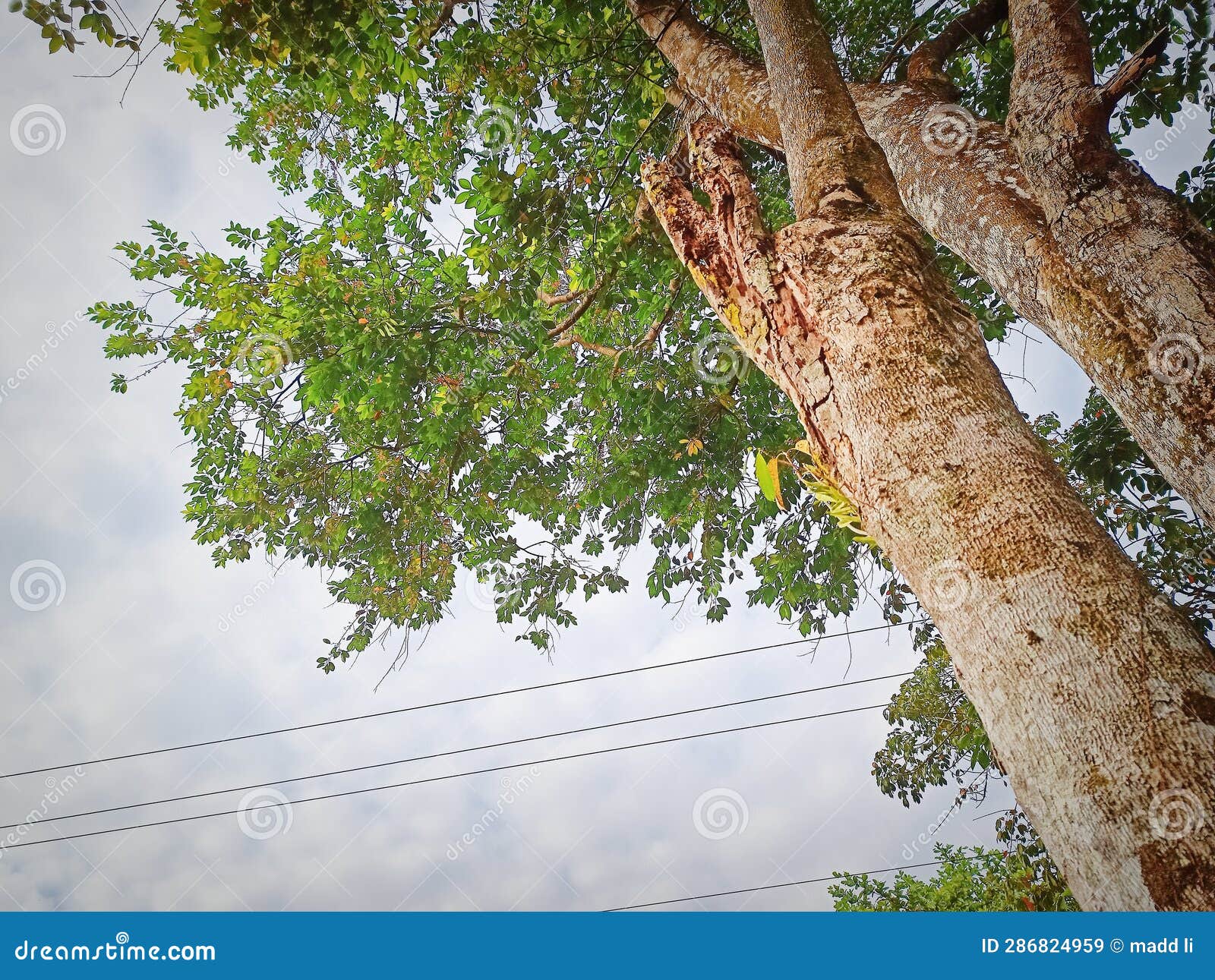 The Trees are Shady and Can Make You Cool Stock Image - Image of shady ...