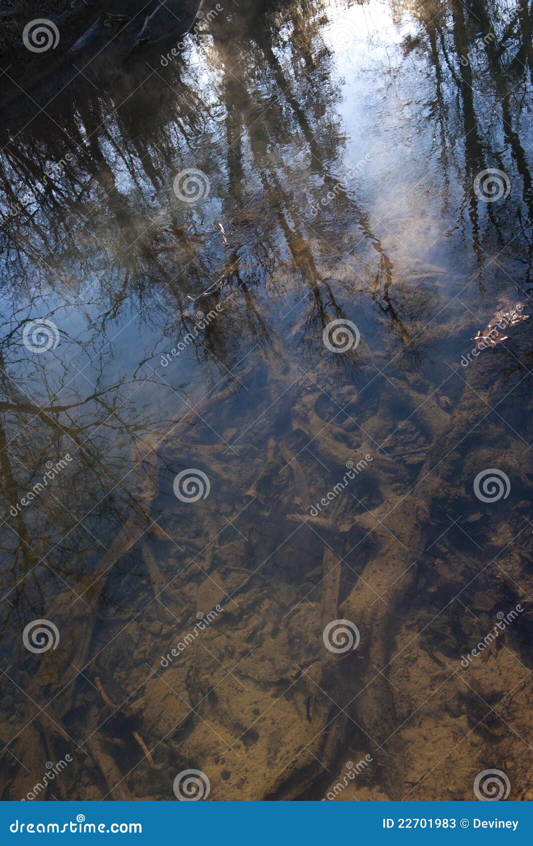 Trees on shallow creek bed stock image. Image of details - 22701983