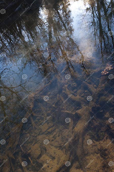 Trees on shallow creek bed stock image. Image of details - 22701983