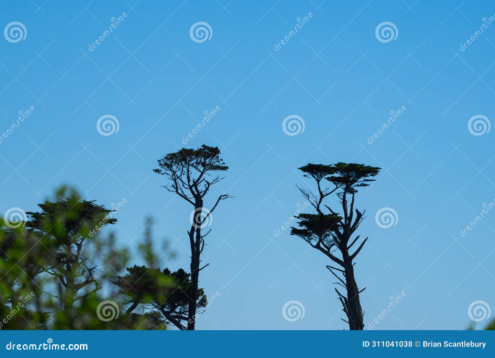 Trees Shaped and Formed by South Taranaki Winds Stock Photo - Image of ...