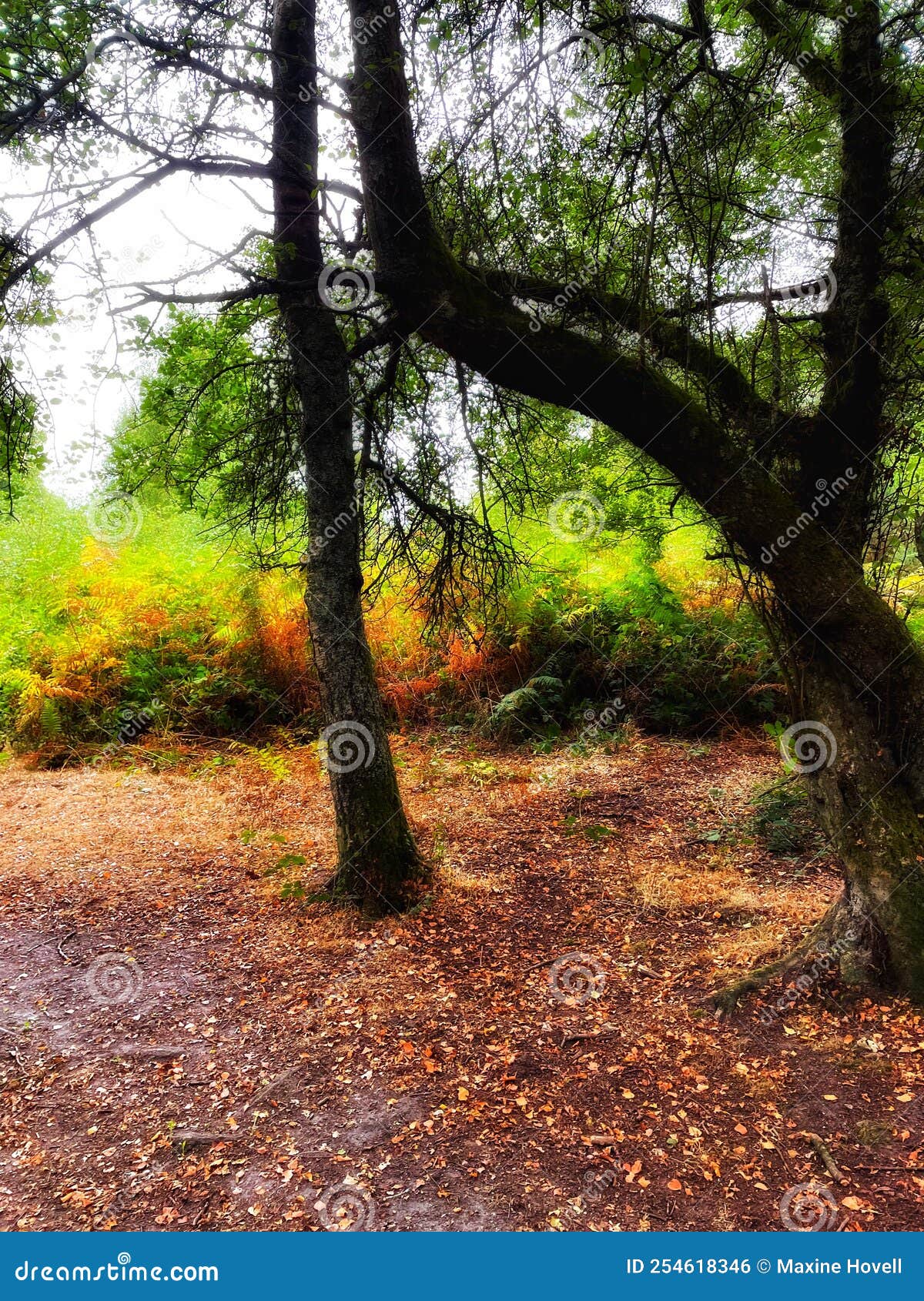 Trees Shedding Leaves in False Autumn Stock Photo - Image of shedding ...