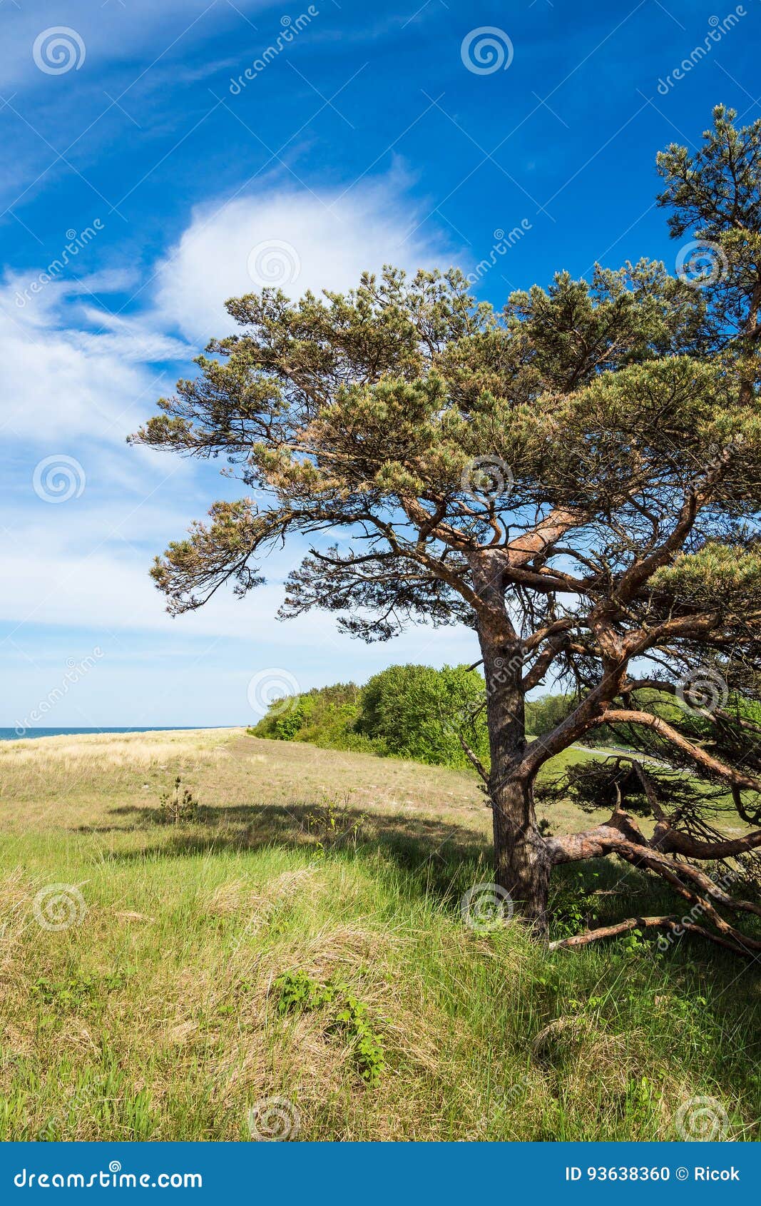 Trees on Shore of the Baltic Sea Stock Photo - Image of prerow, idyll ...